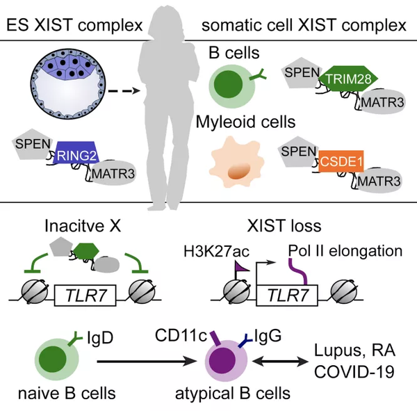 XIST介导的X染色体失活参与调控免疫的两性差异 - 知乎