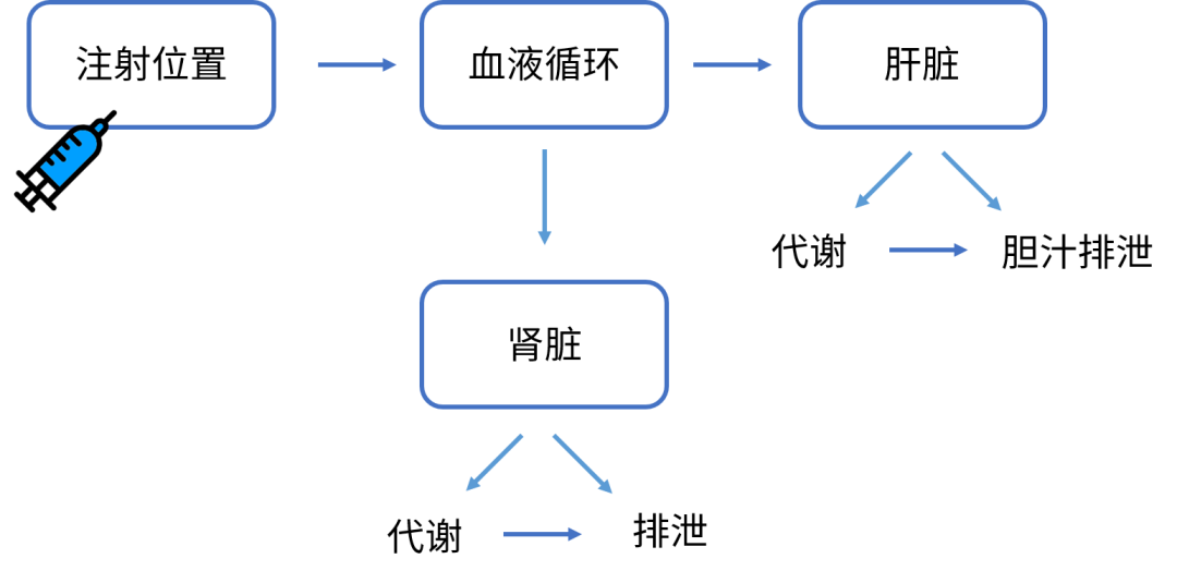 上市siRNA药物ADME研究概况及数据解读 - 知乎