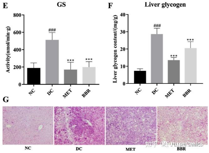 【二甲双胍】华中科技大学：二甲双胍和小檗碱在db/db小鼠中通过抑制糖原磷酸酶和稳定糖原分子结构来抑制糖原分解 - 知乎