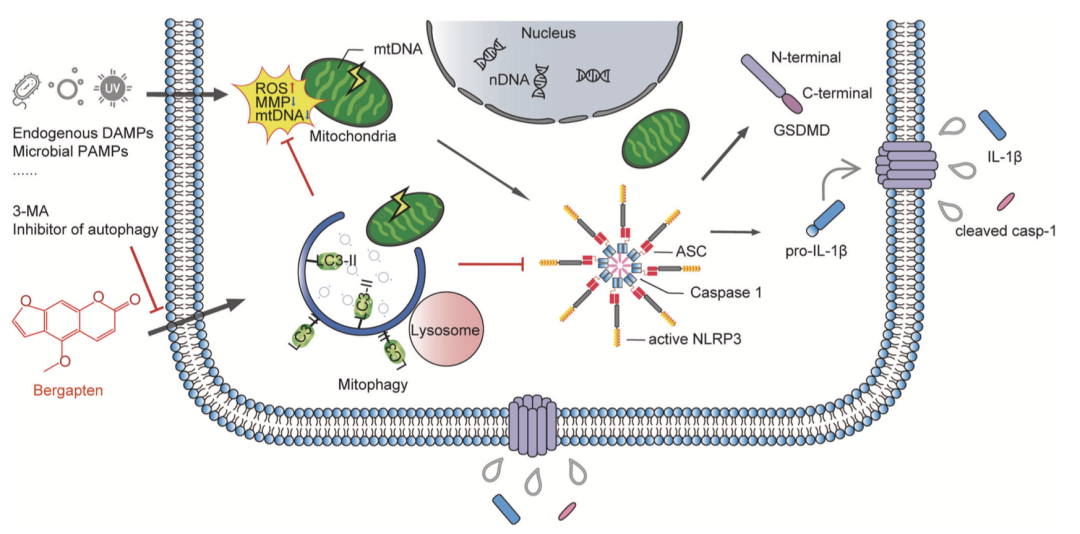 药理学报丨Bergapten 通过促进线粒体自噬抑制 NLRP3 炎症小体激活和细胞焦亡 - 知乎