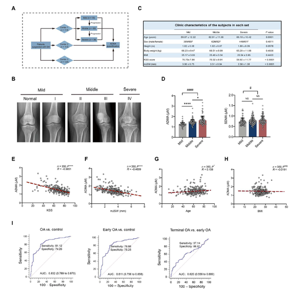 又一个生物标志物ADMA被发现！可为OA治疗提供新方向! - 知乎