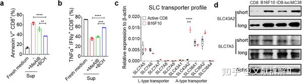 【Nature论文拆解】癌症SLC43A2改变T细胞甲硫氨酸代谢和组蛋白甲基化 - 知乎