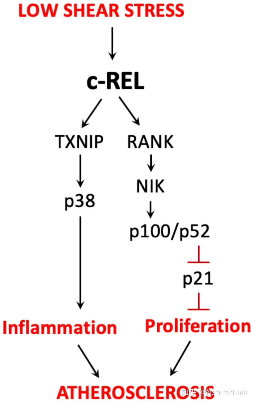 内皮 c-REL 通过与 TXNIP-p38 和非经典 NF-κB 通路的串扰在血流紊乱区域协调动脉粥样硬化 - 知乎