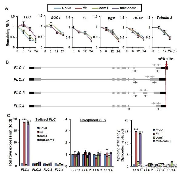 Mol Plant｜韩国全南大学揭示FLK调控FLC表达水平的分子机制 - 知乎