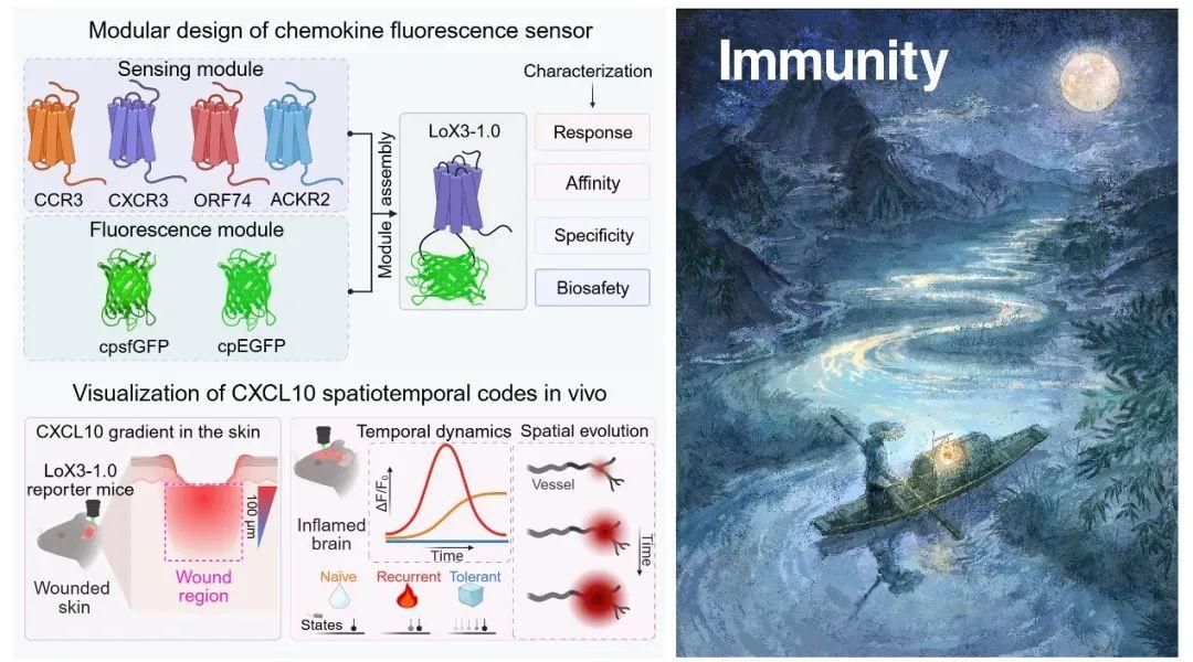 IF=26.3【新品推荐】Immunity｜北京脑所井淼研究员团队开发趋化因子CXCL10荧光探针，精准描绘免疫信号时空图谱 - 知乎