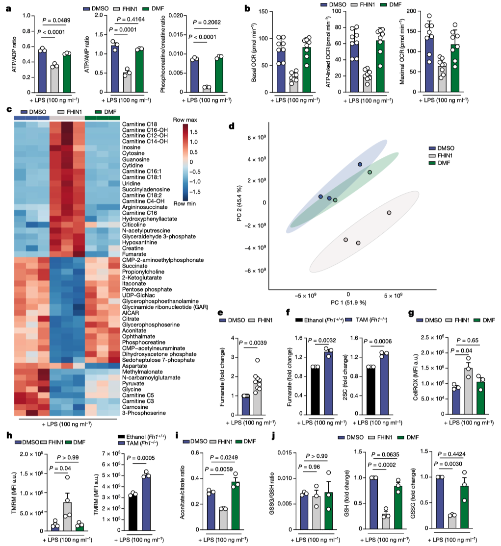 Nature丨巨噬细胞富马酸水合酶抑制 mtRNA 介导的干扰素产生 - 知乎