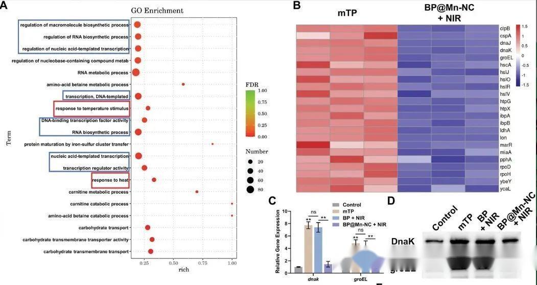【Adv.Sci】黑磷/MnO2纳米复合材料破坏细菌耐热性，实现高效的温和温度光热疗法 - 知乎