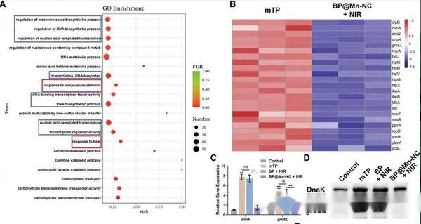 【Adv.Sci】黑磷/MnO2纳米复合材料破坏细菌耐热性，实现高效的温和温度光热疗法 - 知乎