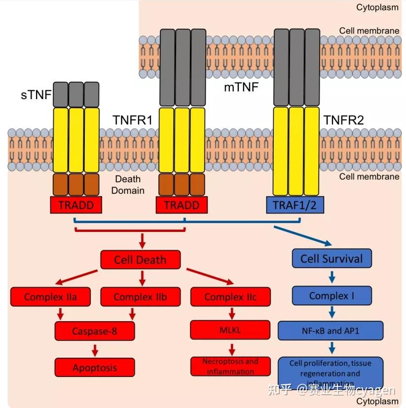 TNF-α基因敲除小鼠助力免疫研究 - 知乎