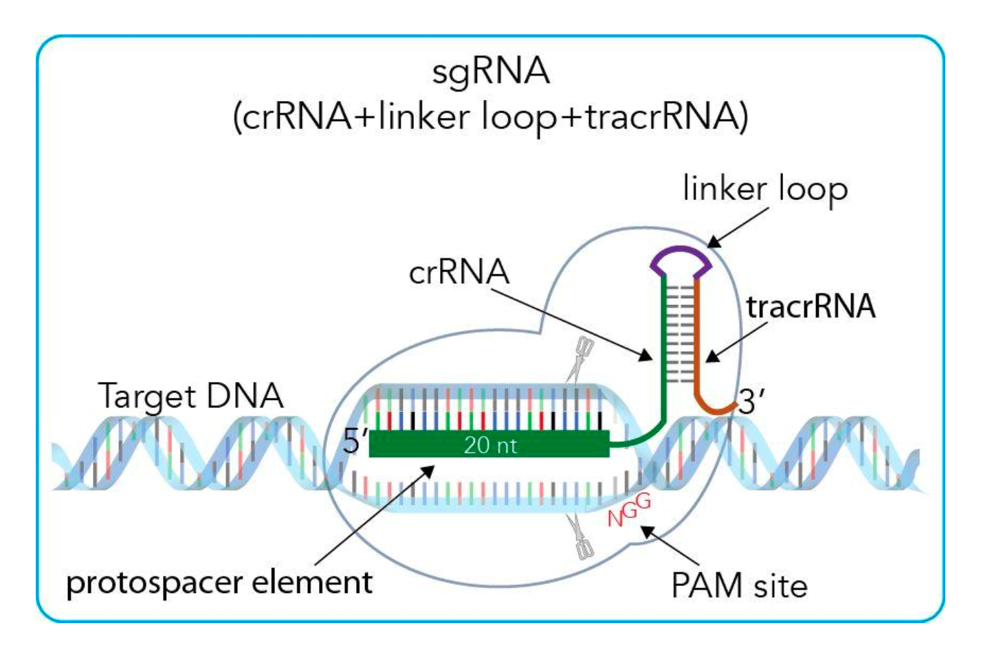 详解CRISPR/Cas系统与其应用 - 知乎
