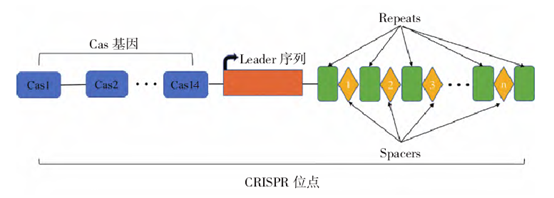 【星耀小课堂】一文全知道｜基因剪切工具“变形记”——后浪CRISPR-Cas9酶成长历程回顾 - 知乎
