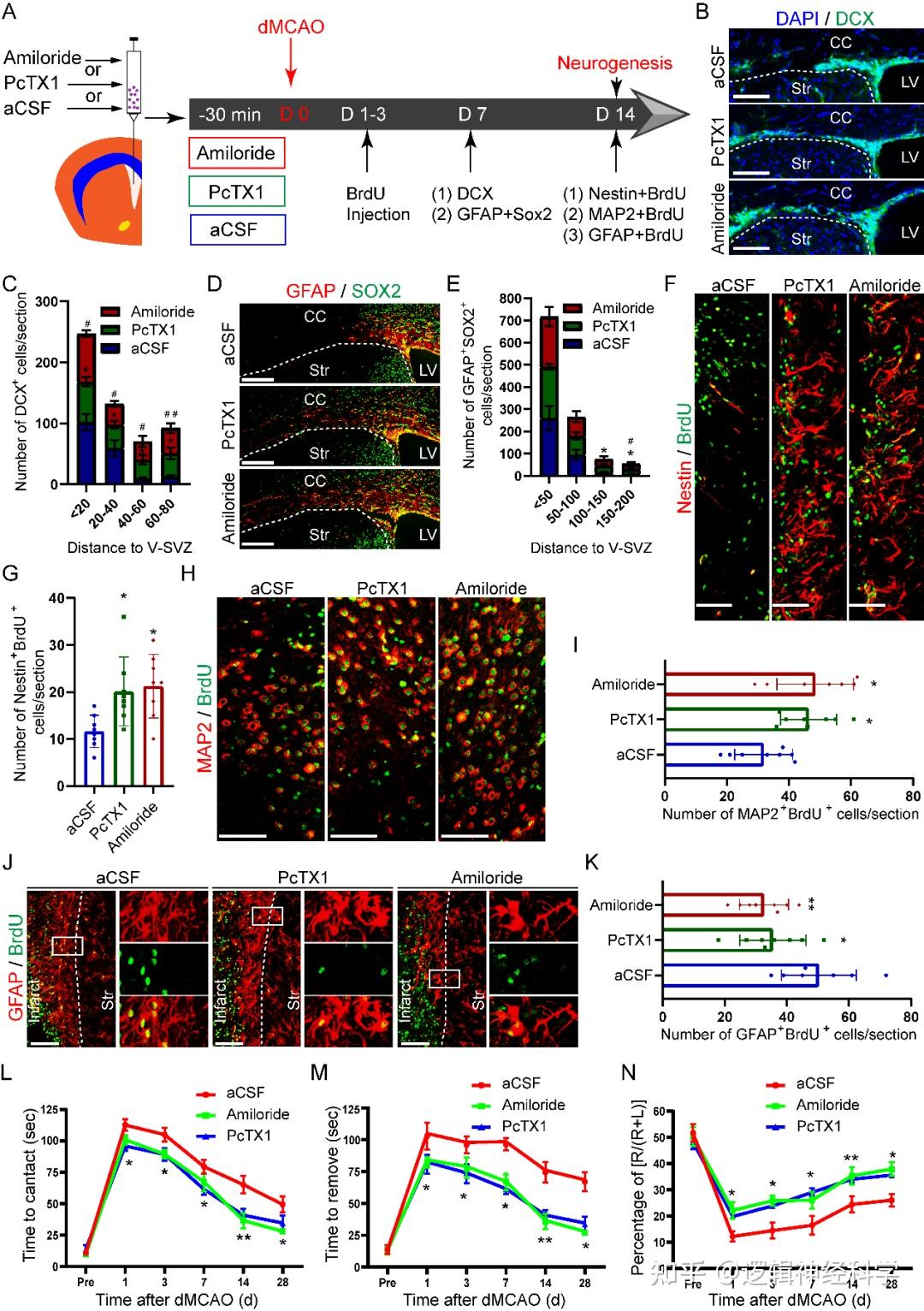 Research︱西南医院冯华/胡荣团队发现抑制酸敏感通道蛋白ASIC1a可提升神经干细胞在脑卒中后的修复潜能 - 知乎