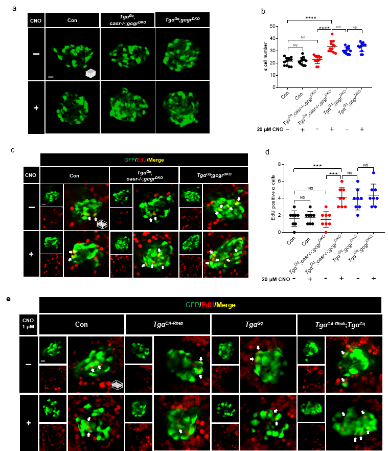 Nat Commun︱陈文标团队揭示高氨基酸诱导胰岛α细胞增殖的关键机制 - 知乎