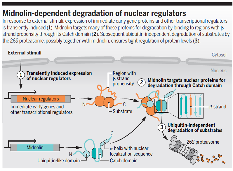 《科学》重磅！哈佛团队发现非泛素的全新蛋白降解机制，有望开启崭新疗法新篇章 - 知乎