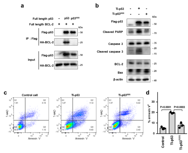 Nature子刊|如何用敲除细胞系揭秘p53与BCL-2的互作机制 - 知乎