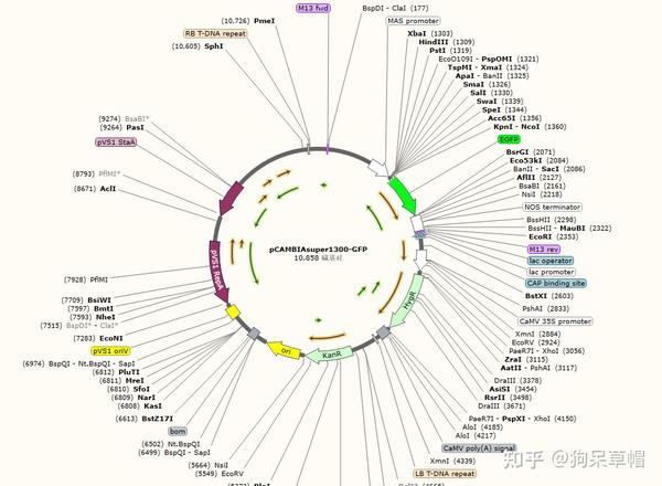 Snap gene 质粒的图谱如何特征显示，线性转环状如何修改 - 知乎