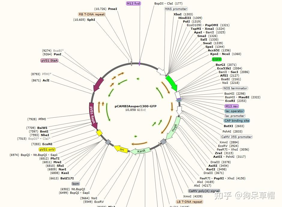 Snap gene 质粒的图谱如何特征显示，线性转环状如何修改 - 知乎