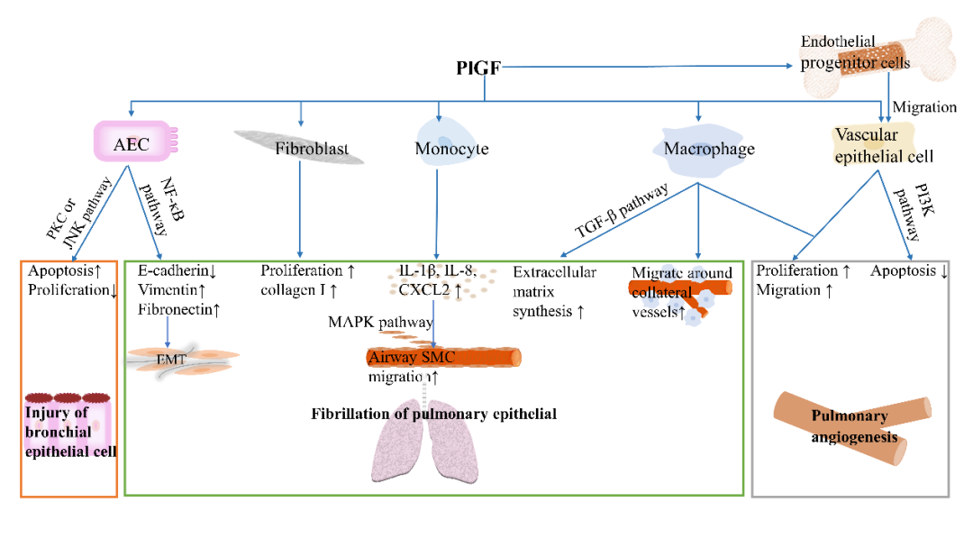 Genes Dis 综述︱黄丹/刘格格/吴东等评述胎盘生长因子（PlGF）：哮喘治疗的潜在靶点 - 知乎