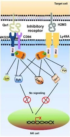 【首发新品】A2AR、CD94、NKG2A震撼来临！ - 知乎