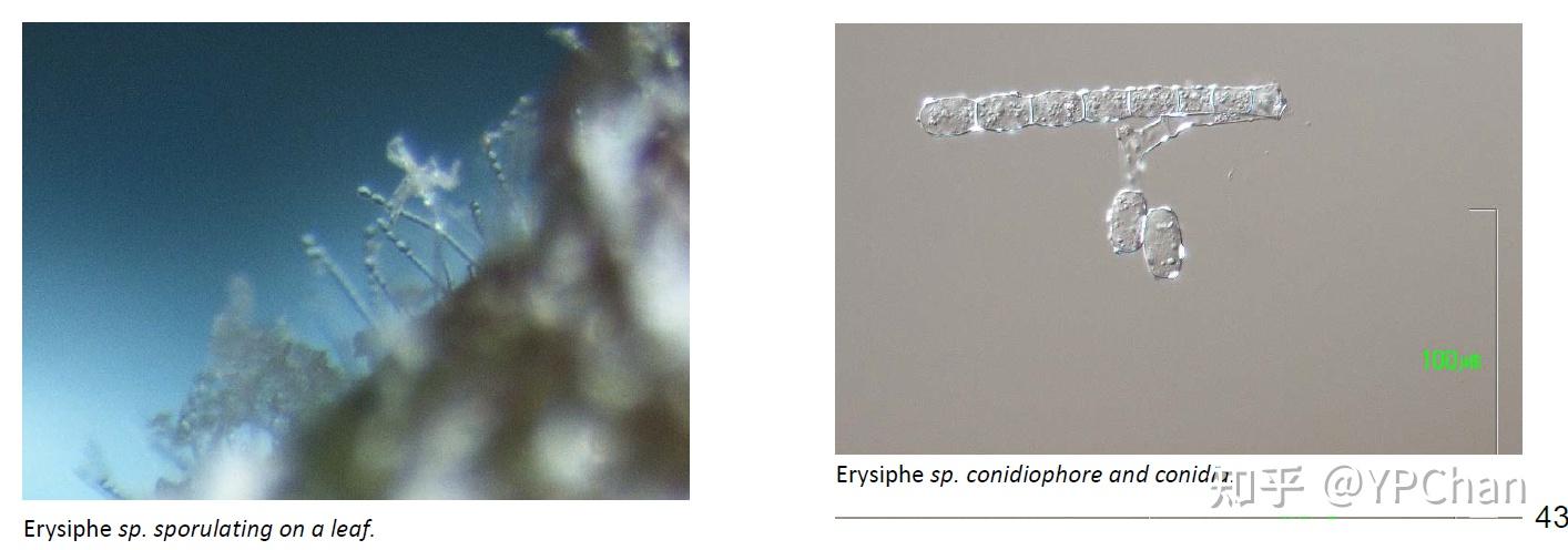 真菌生物学学习 Fungal Biology - 知乎