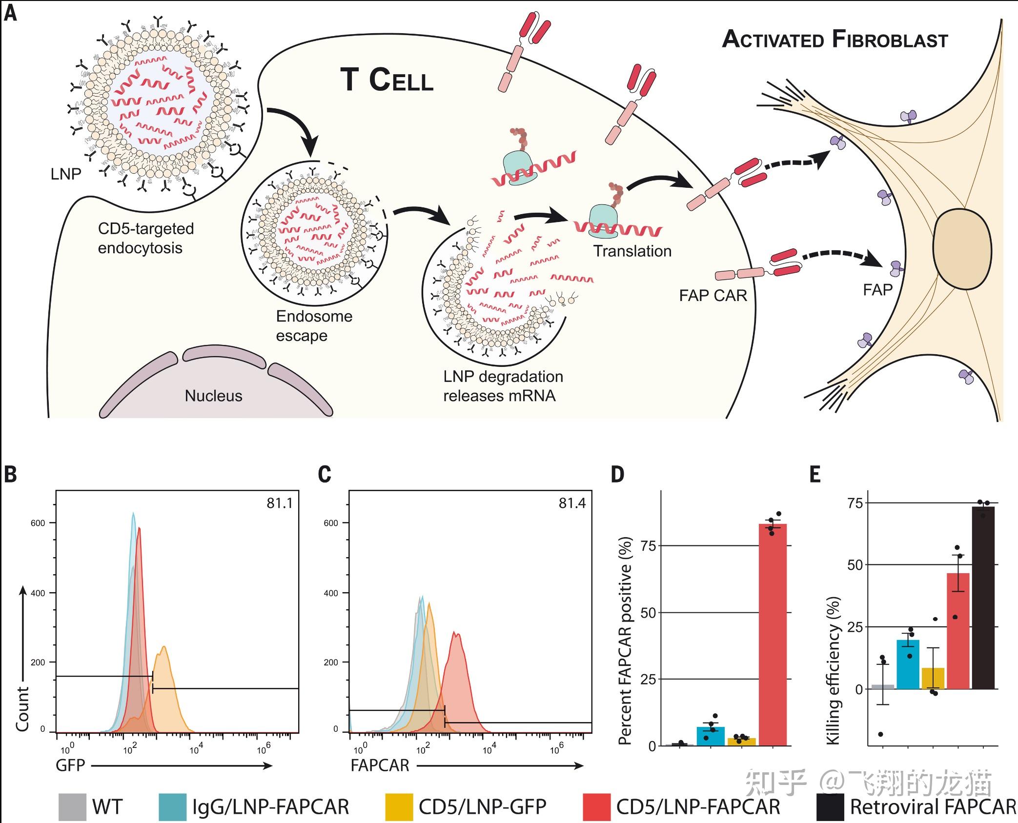 基于 mRNA 技术的体内 CAR-T 细胞治疗：开启癌症治疗的新篇章 - 知乎