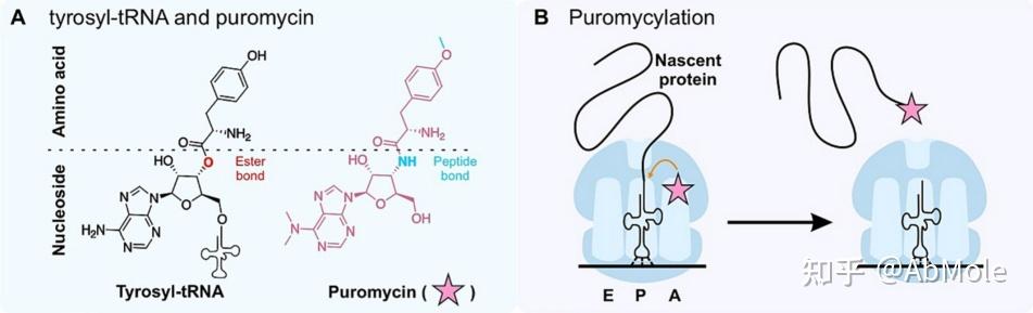 AbMole小课堂 | Puromycin(嘌呤霉素)三大应用详解：从转染筛选到动物造模 - 知乎