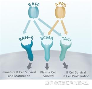 BCMA靶点与多发性骨髓瘤的治疗 - 知乎