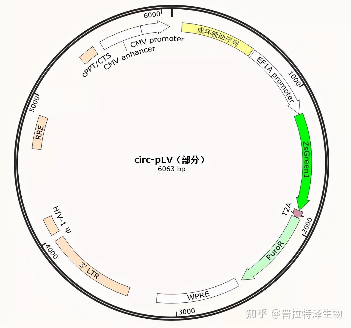 什么是环状RNA(circRNA)+查找circRNA序列步骤 - 知乎