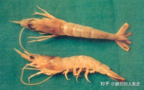 【动物界全系列】十足目—对虾科（五）：鹰爪虾 - 知乎