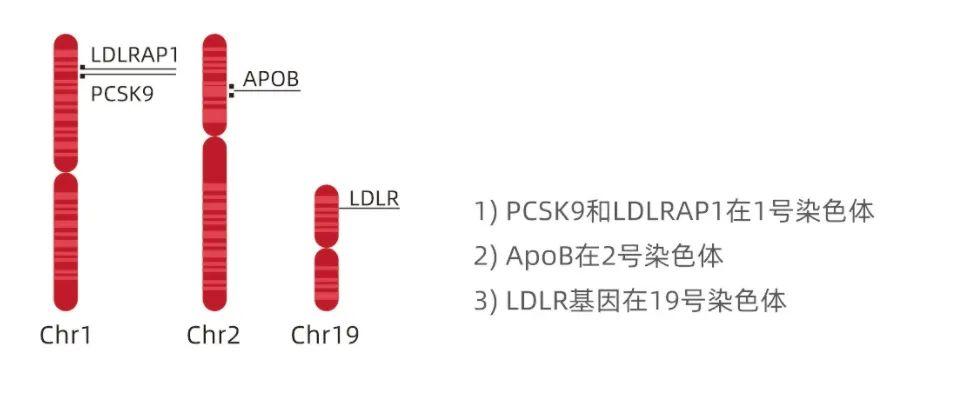 家族性高胆固醇血症LDLR基因突变类型详解 - 知乎