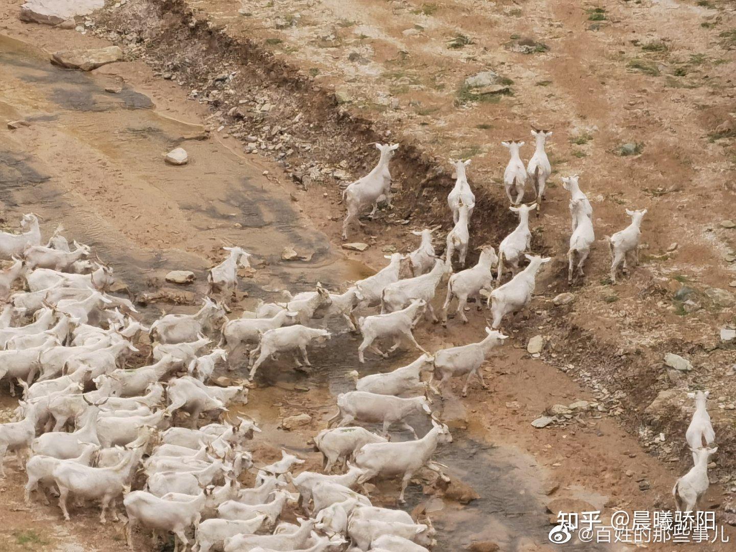 陕西延安子长市封山禁牧区羊儿满山跑,为何禁而不止? 知乎