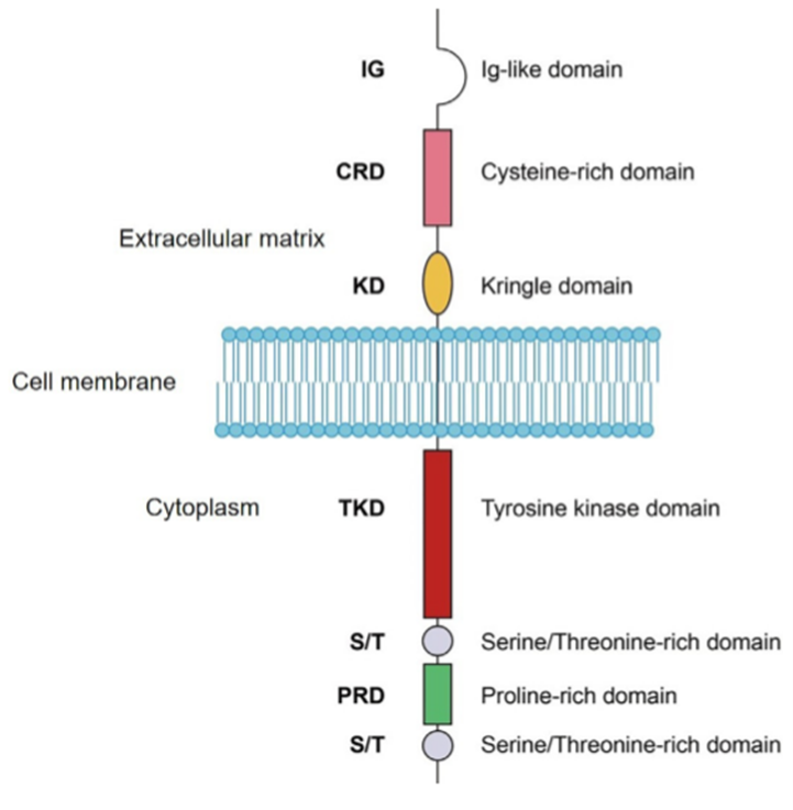 杰论系列 | 肿瘤免疫治疗新兴靶点ROR1 - 知乎