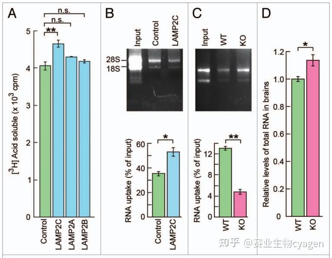 【每周一鼠】LAMP-2——自噬研究的重要靶点 - 知乎