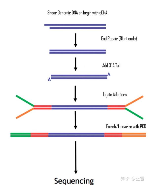 Rna Seq数据分析基本流程(1) 知乎