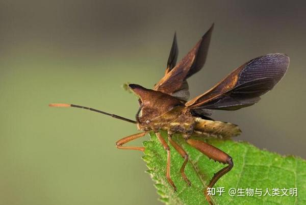 【动物界全系列】半翅目—异翅亚目 - 知乎