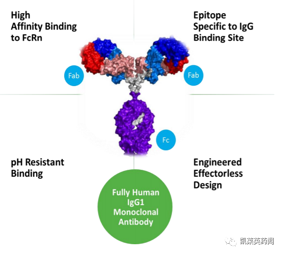 有望治疗七八十种自身免疫性疾病？一起来看FcRn抗体药物的最新进展 - 知乎