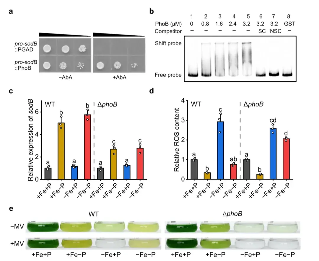 项目文章 | Nature Commun&蓝藻转录因子PhoB对磷/铁的营养元素限制的调控机制 - 知乎