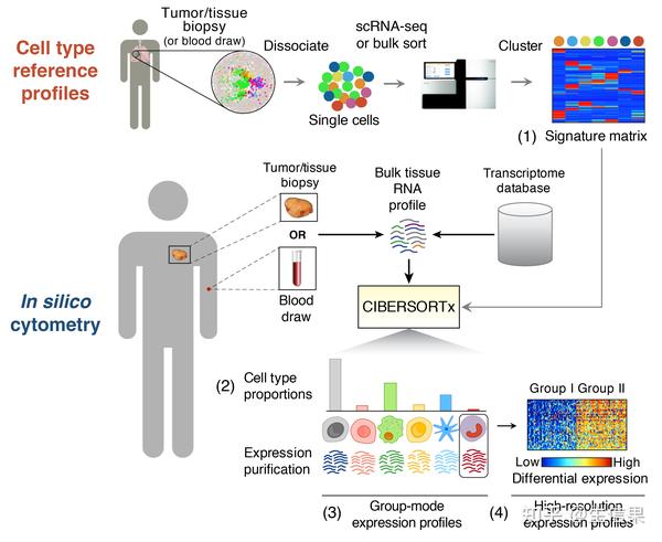 CIBERSORT包：洞悉细胞免疫浸润的神奇工具！ - 知乎