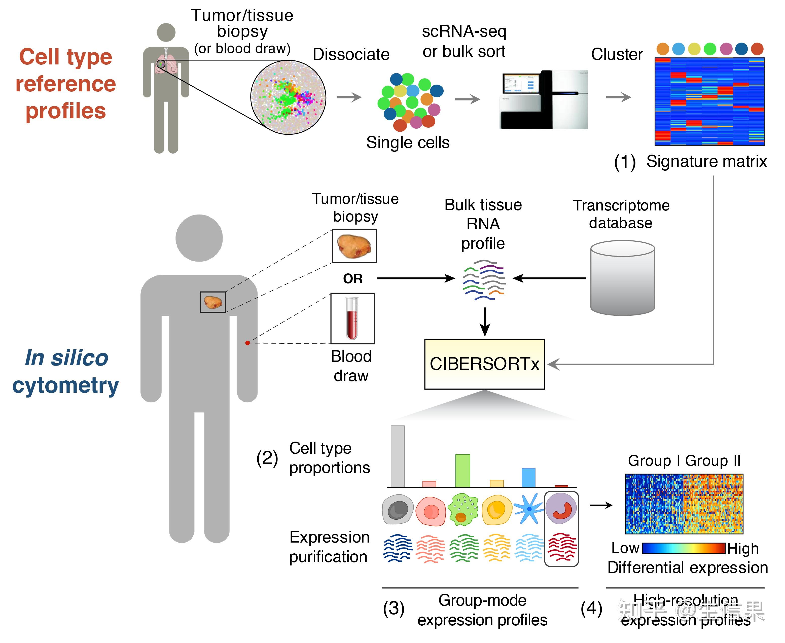 CIBERSORT包：洞悉细胞免疫浸润的神奇工具！ - 知乎