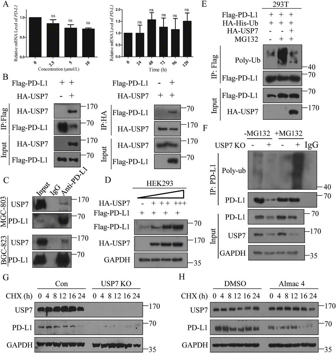 降低USP7活性是下调PD-L1并使胃癌细胞对T细胞杀伤敏感的替代策略 - 知乎
