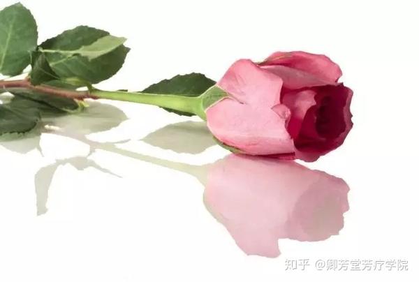 花香精油与女子渊源颇深 下（玫瑰） 知乎