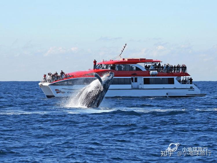 观鲸季| 悉尼观鲸攻略大全！船观岸观都有！晕船的也不怕啦！｜悉尼小众旅行攻略 - 知乎