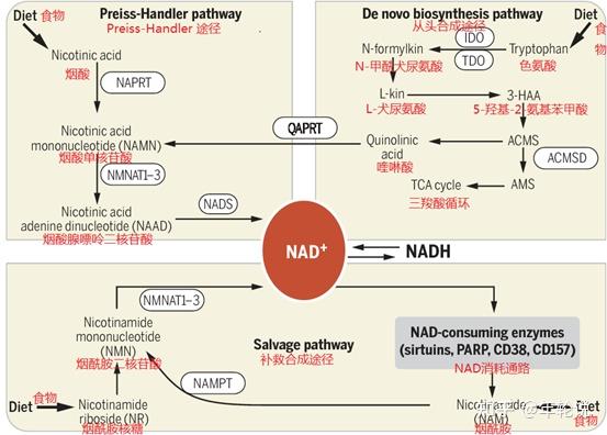NNM/NAD+在人体内的代谢途径 - 知乎