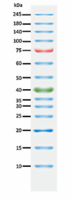 蛋白Marker知多少|如何选择|问题分析 - 知乎