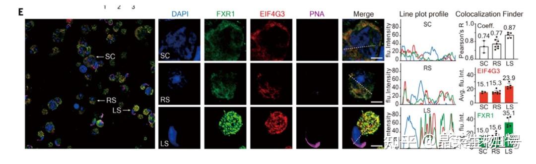 FXR1的LLPS通过激活储存的mRNA的翻译来驱动精子发生 - 知乎