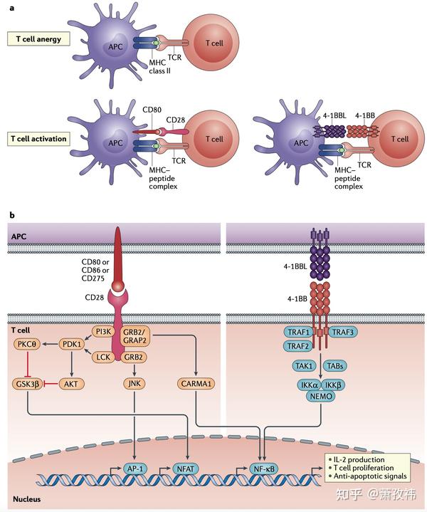 CD28 vs 4-1BB | 孰优孰劣？ - 知乎