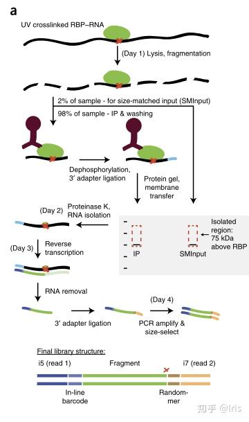 CLIP-seq和eCLIP了解学习笔记 - 知乎
