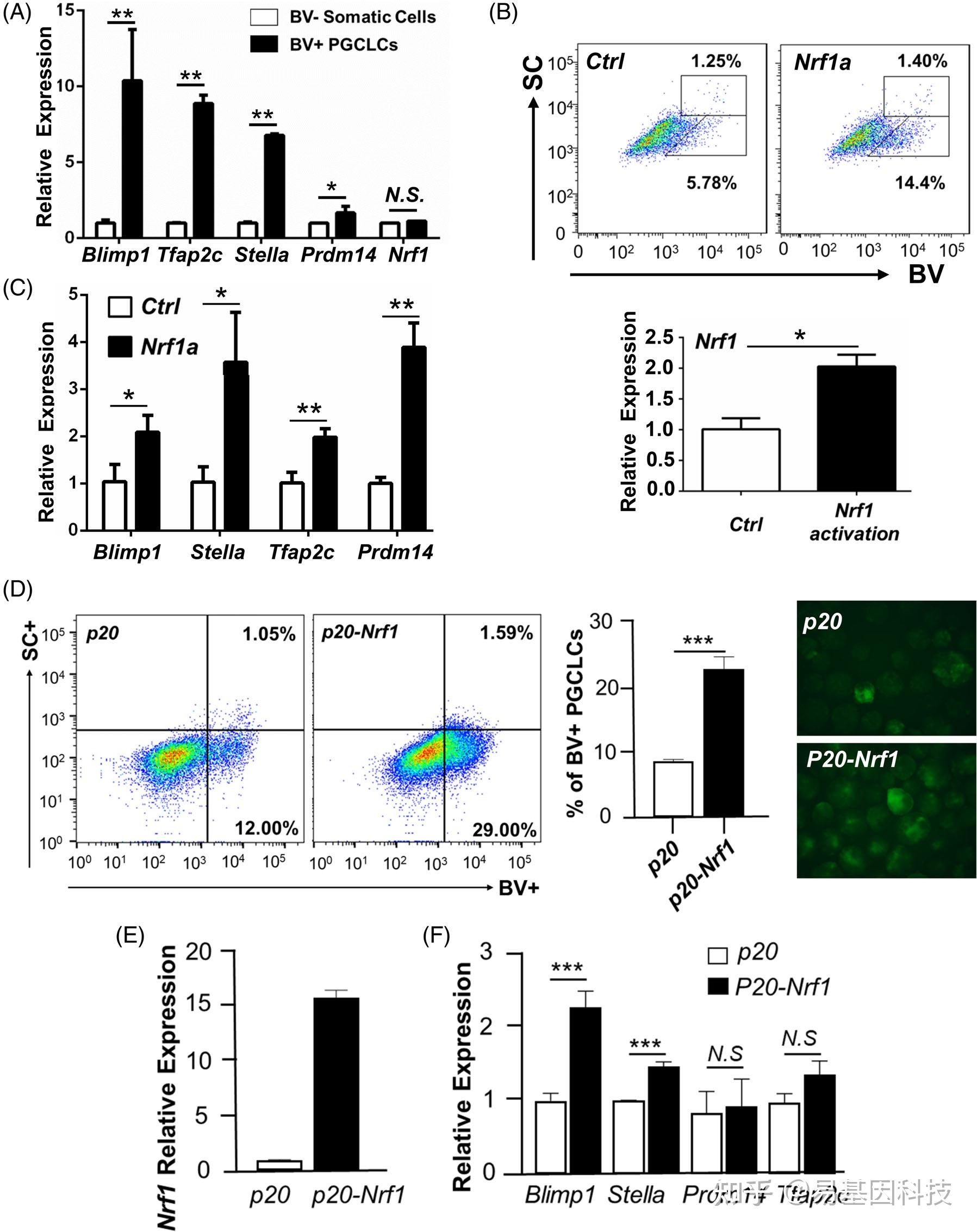 易基因：ChIP-seq等揭示转录因子NRF1调控原始生殖细胞发育、增殖和存活的表观遗传机制｜科研进展 - 知乎