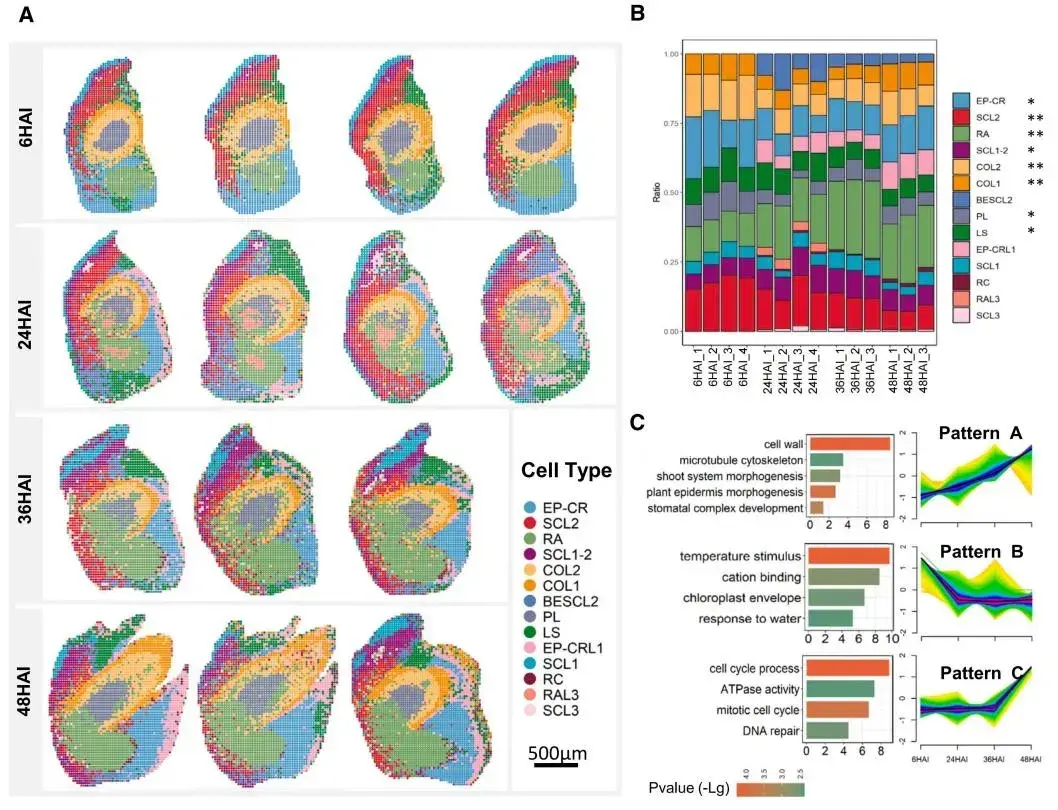 Developmental Cell封面 | Stereo-seq助力绘制水稻种胚单细胞分辨率空间转录组图谱 - 知乎