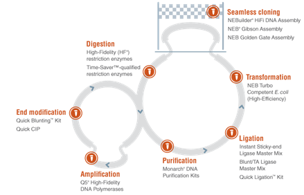 RNA 合成专题（二）：快速、精准的构建 RNA 合成模板 - 知乎